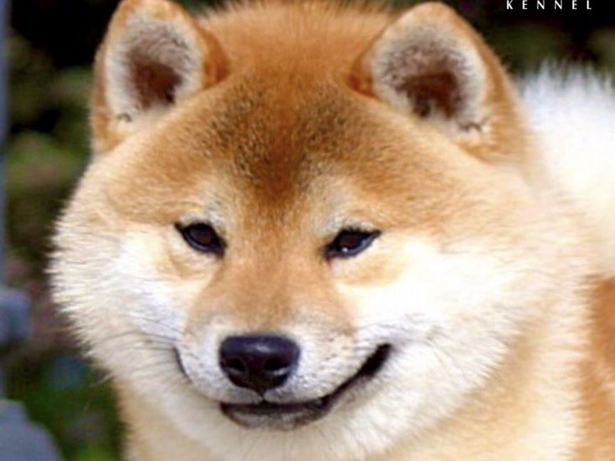 Очень красивый мальчик сиба ину