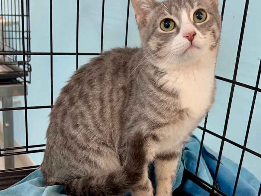 Котенок девочка в добрые руки