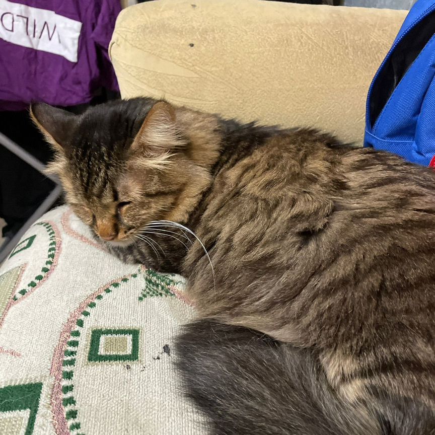 Коты в добрые руки