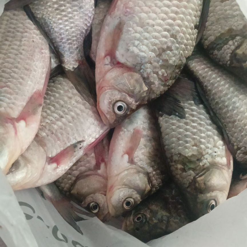 Рыба Карась