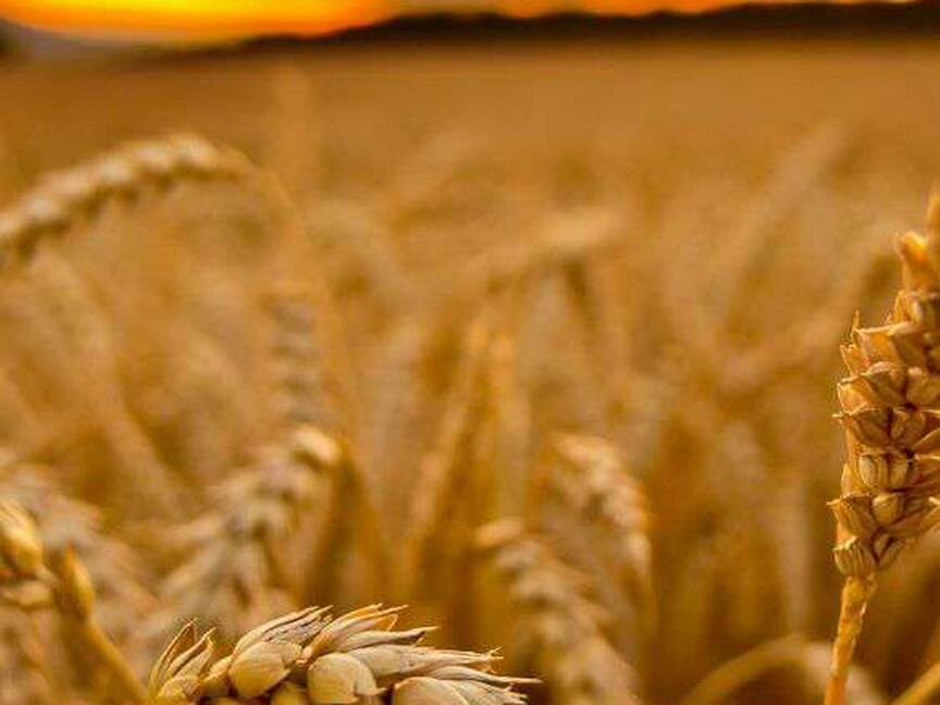 Зерно пшеница ячмень овес