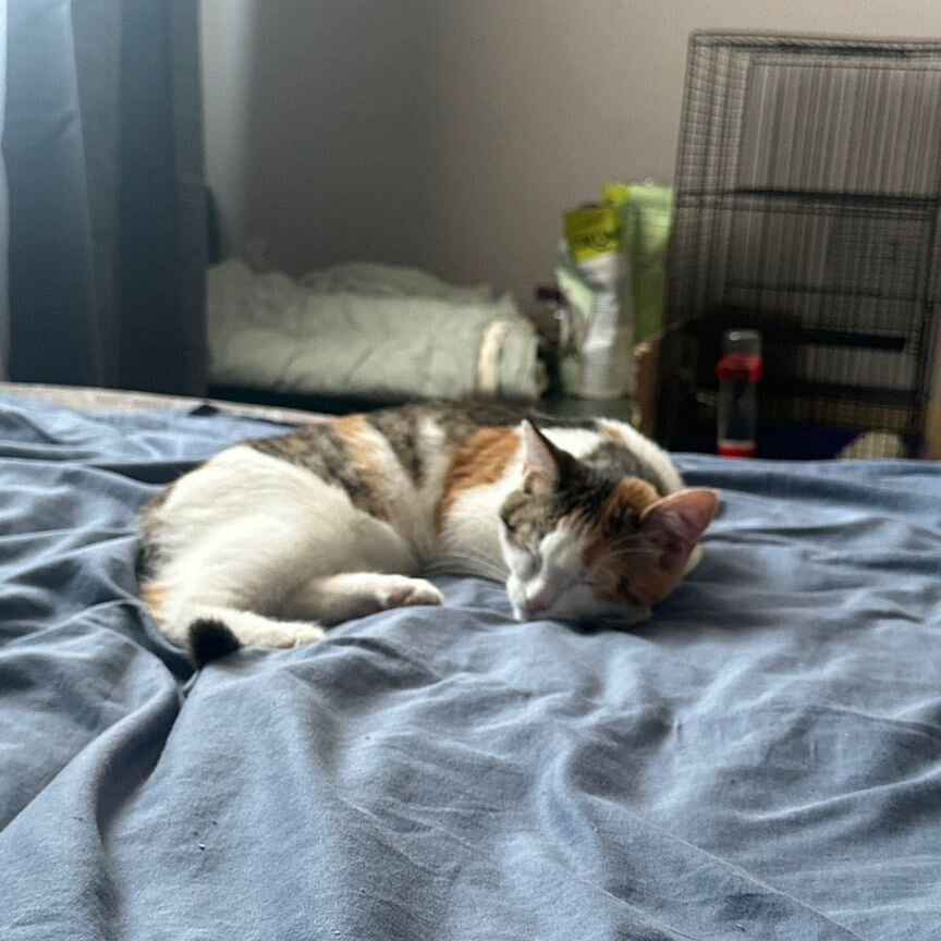 Кошечка 4 месяца