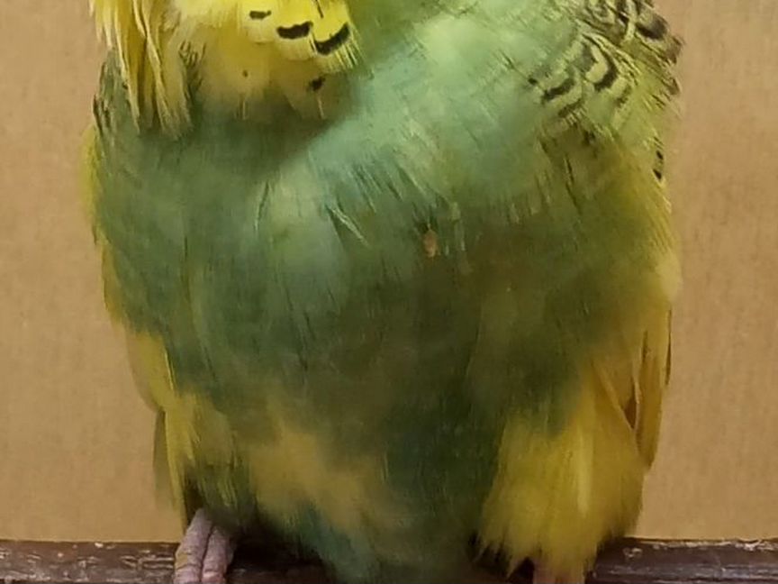 Вап Чех самечик 45 дней