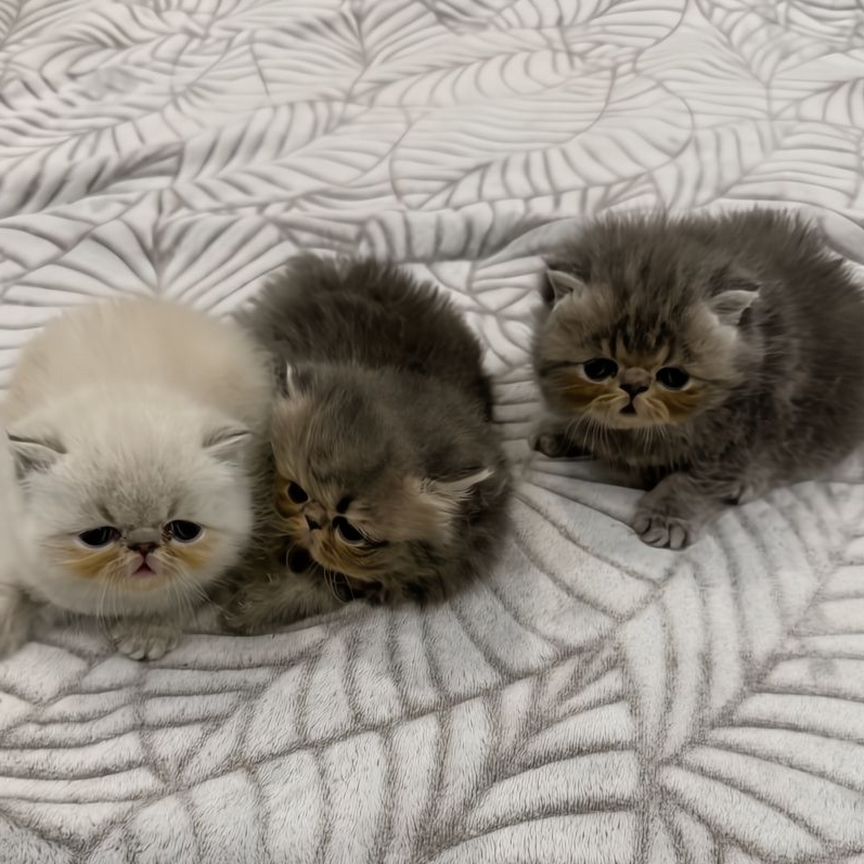 Экзотический короткошёрстный котёнок