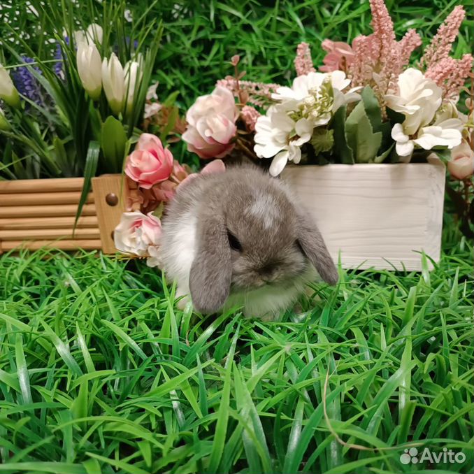 Импортные карликовые мини кролики. Доставка по РФ