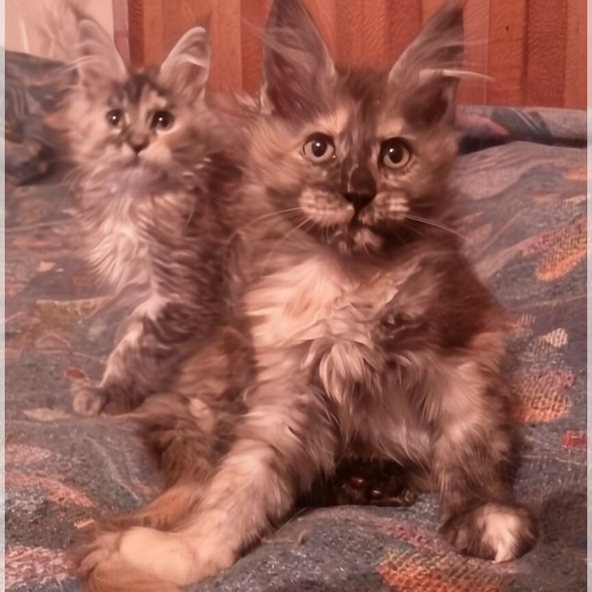 Мейн-кун котёнок