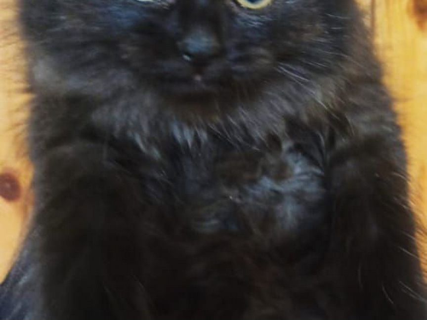 Котенок девочка счастливая