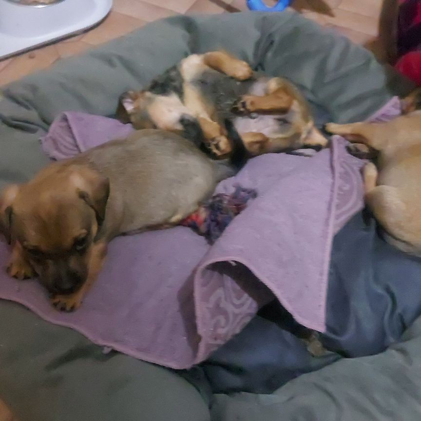 Щенки тойчики папа двор терьер