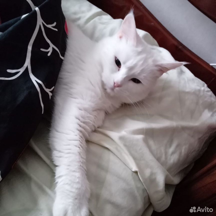 Кошка турецкая ангора