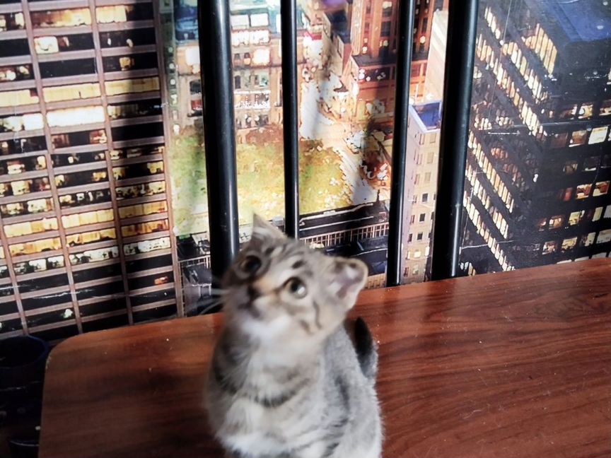 Котёнок