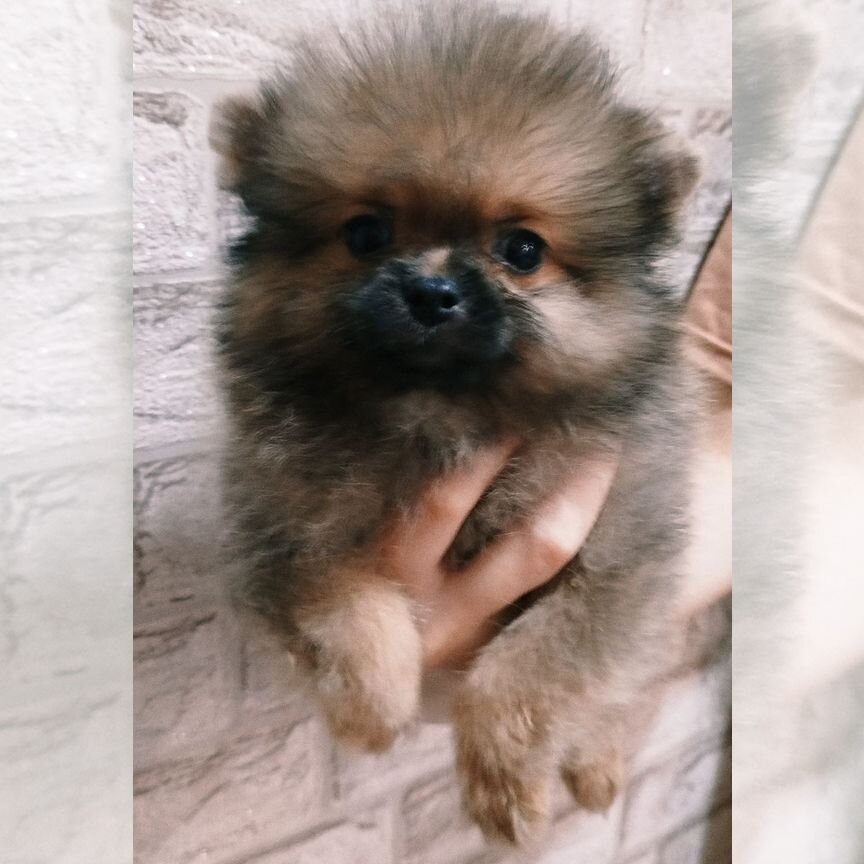 Померанский шпиц, щенок