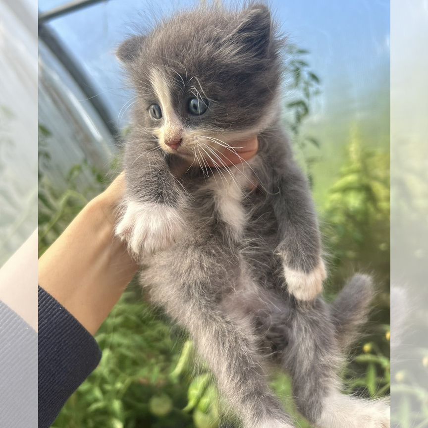 Котята
