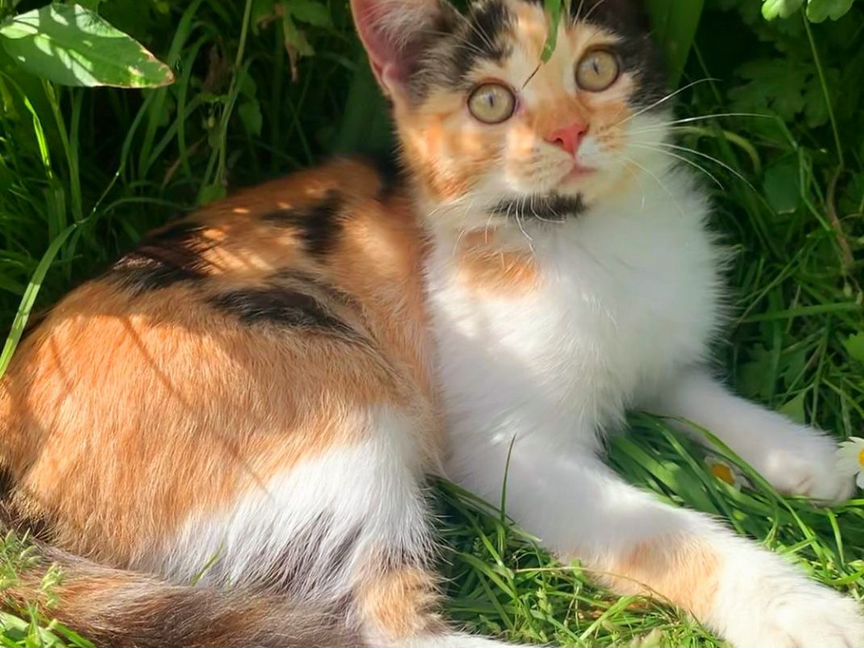 Шикарная трехцветка Манечка ищет дом