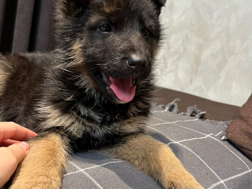 Щенки немецкой овчарки