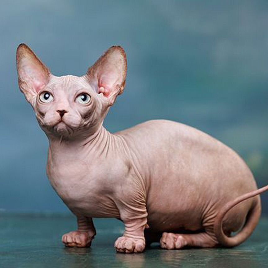 Бамбино котёнок