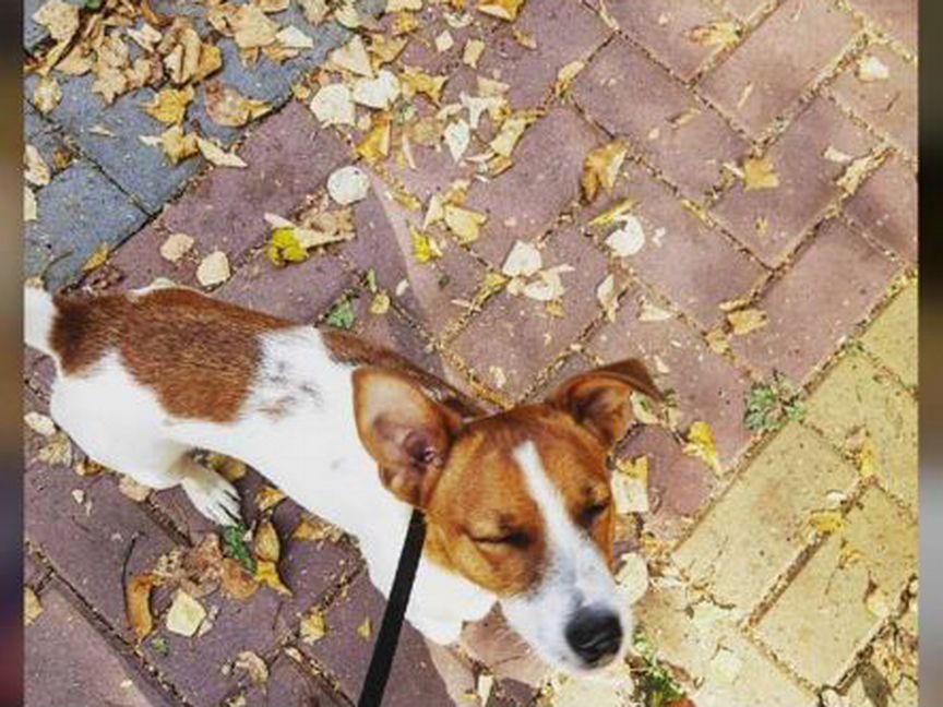 Очень активный парень ищет даму для вязки)