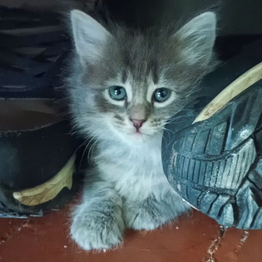Котёнок в добрые руки