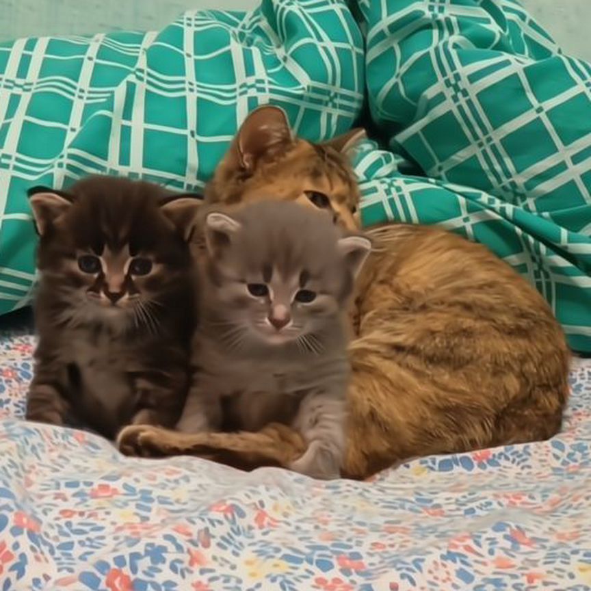 Котёнок в добрые руки