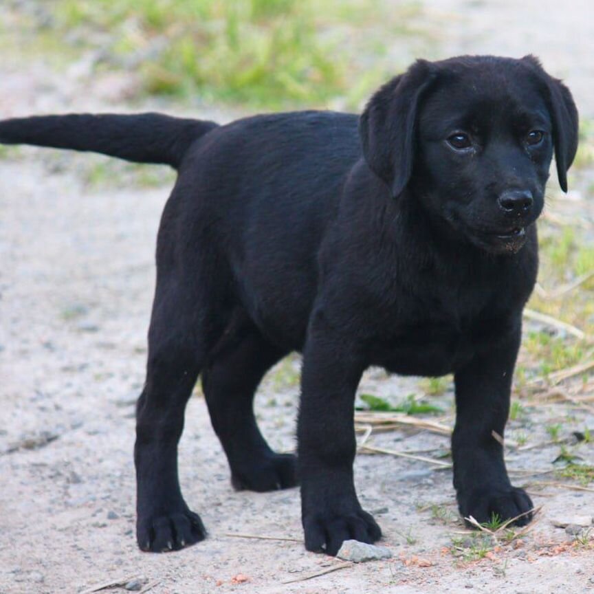 Лабрадор-ретривер, щенок