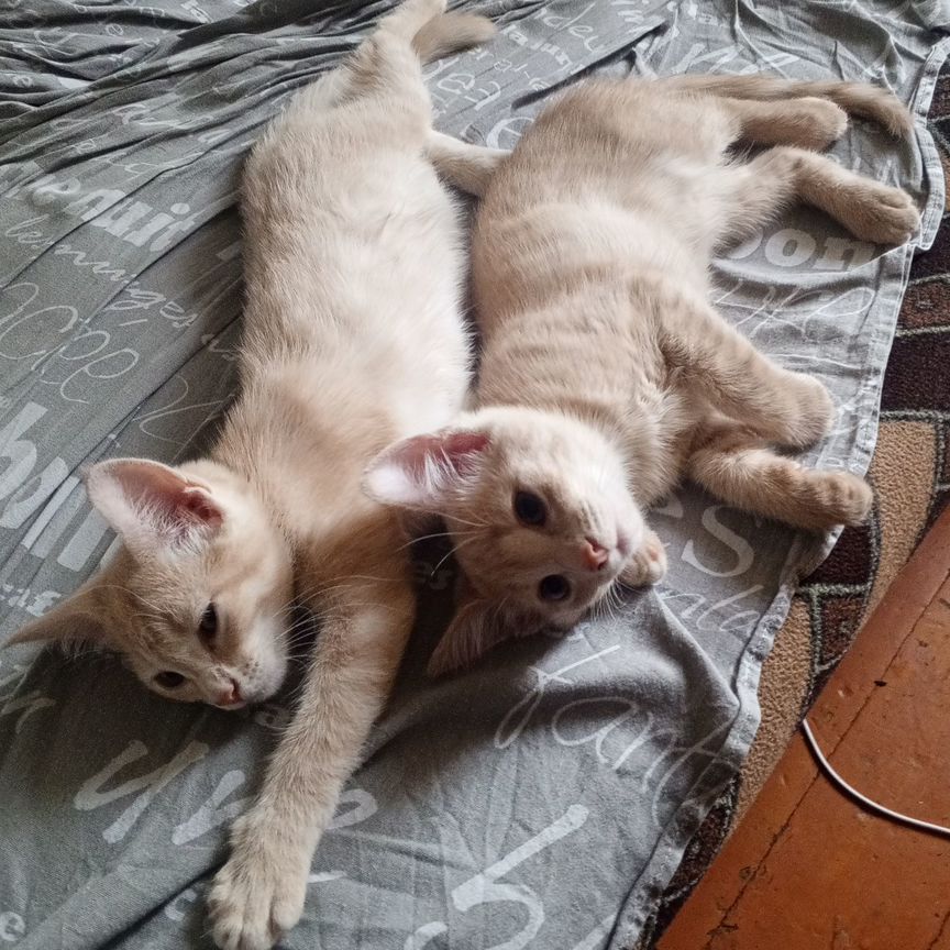 Отдам кота в добрые руки бесплатно