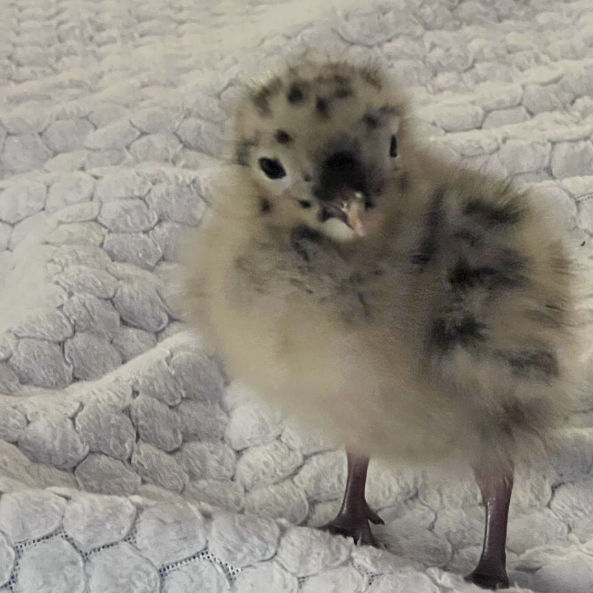 Птенец серебристой чайки