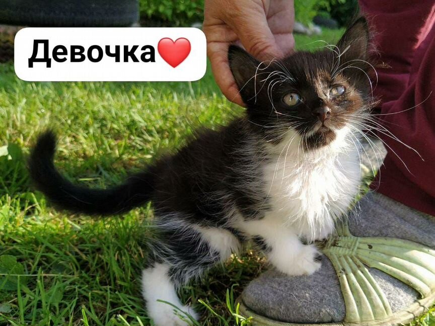 Котята в хорошие руки спб