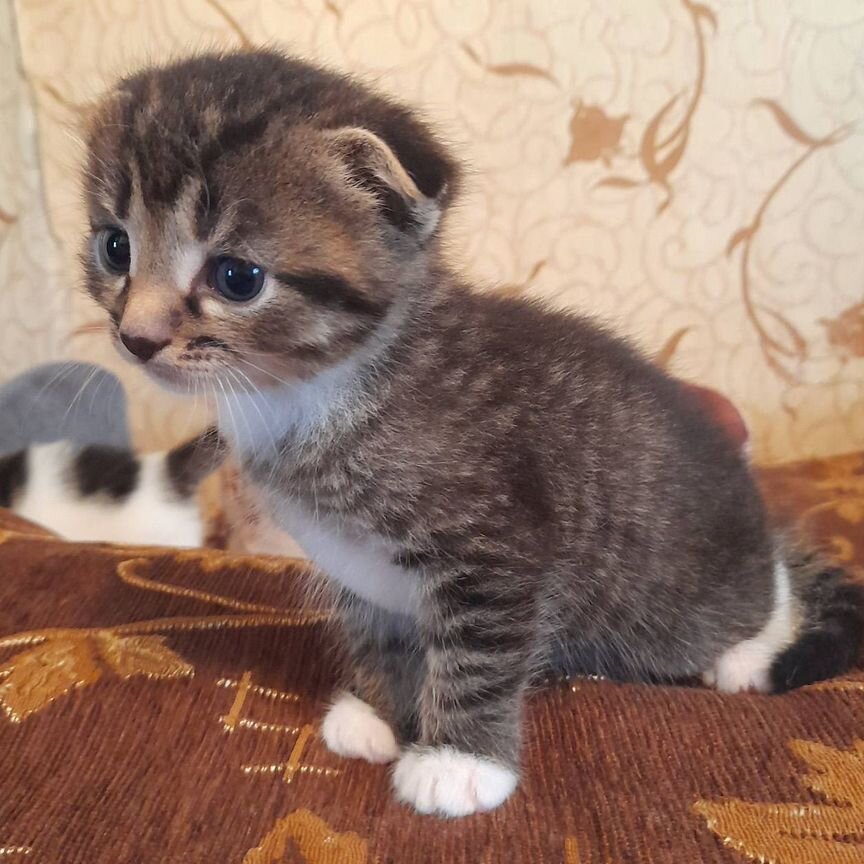 Мурчалки для вашего дома в добрые руки