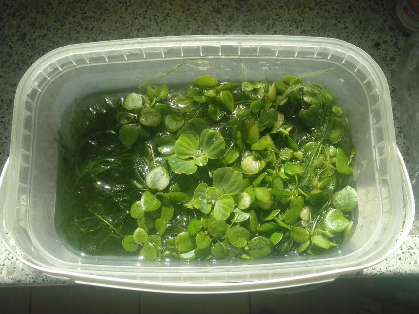 Аквариумные растения