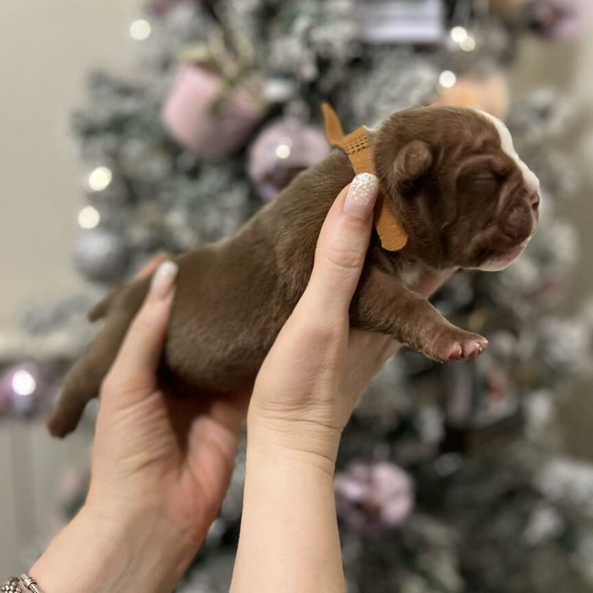 Американский булли покет щенки