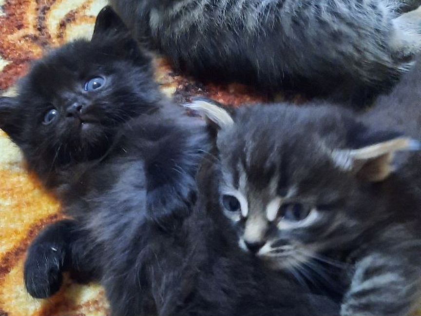 Чудесные котятки