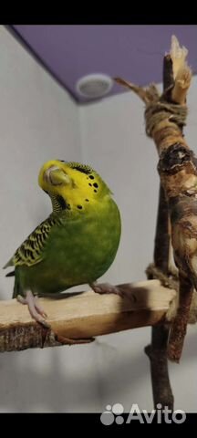 Волнистый попугай