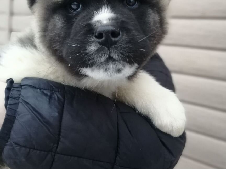 Девочка красоточка ам акита