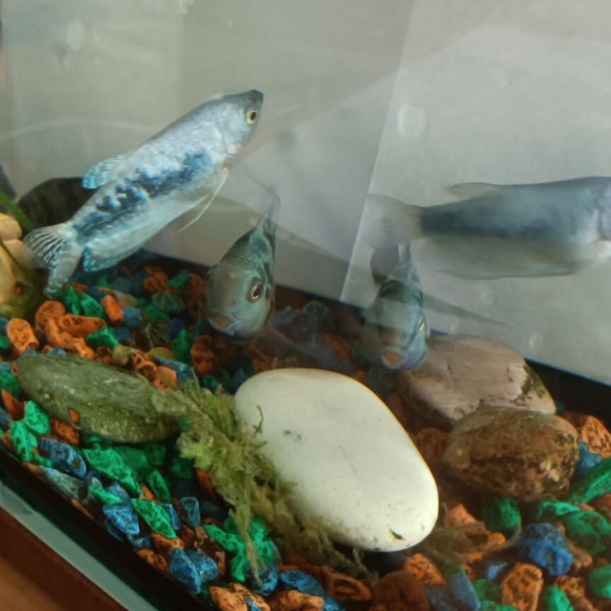 Аквариум 15 л с рыбками, растениями и улитками