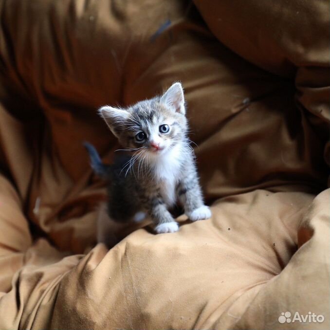 Карамелька ищет дом