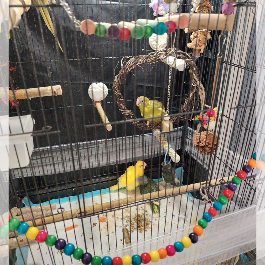 Малыши Попугай новозеландский какарик