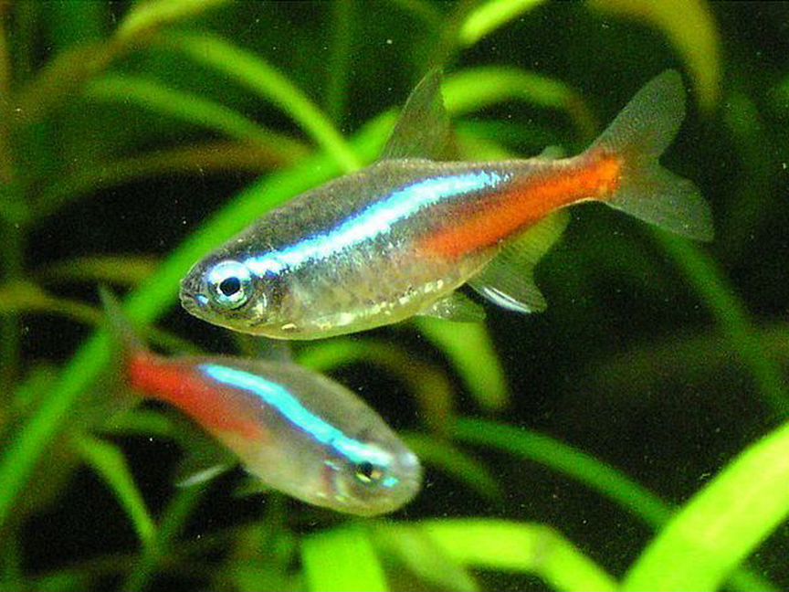 Неон синий стая