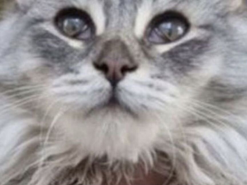 Кошка Стеша