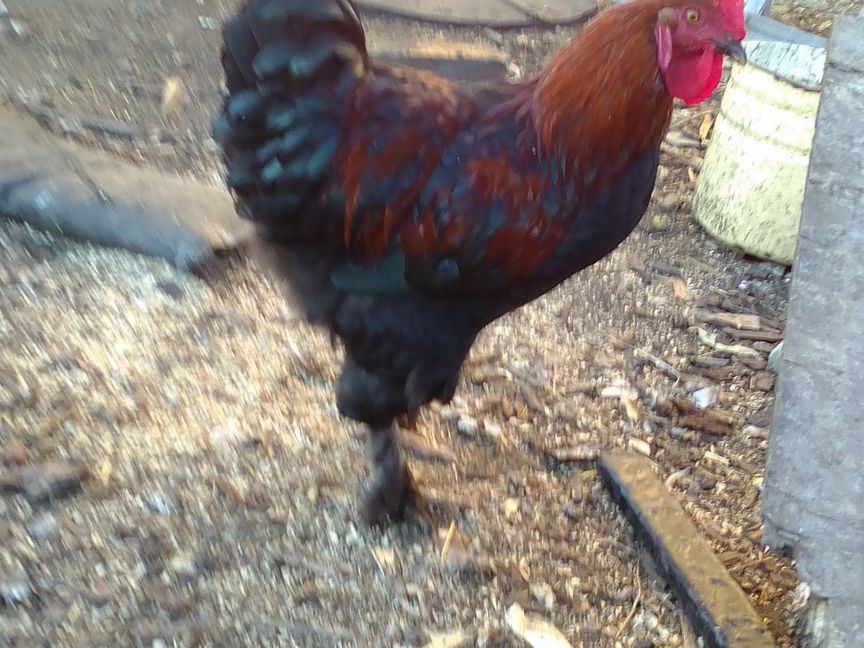 Петухи брама,бентамы,мильферт