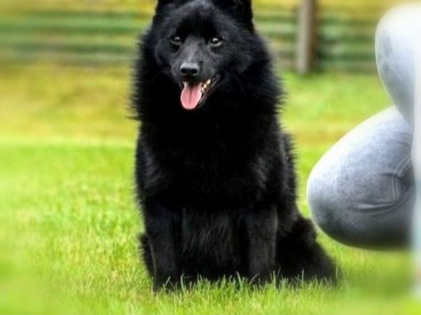 Бельгийская овчарка Шипперке