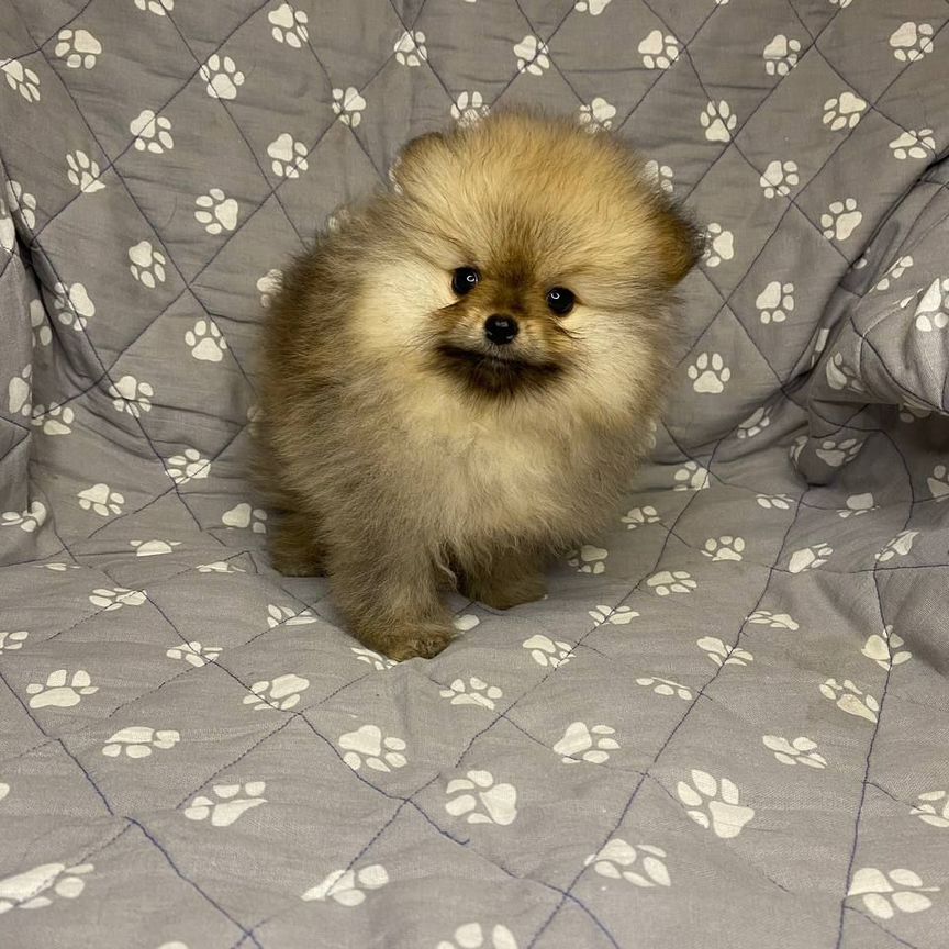 Померанский шпиц мини девочка