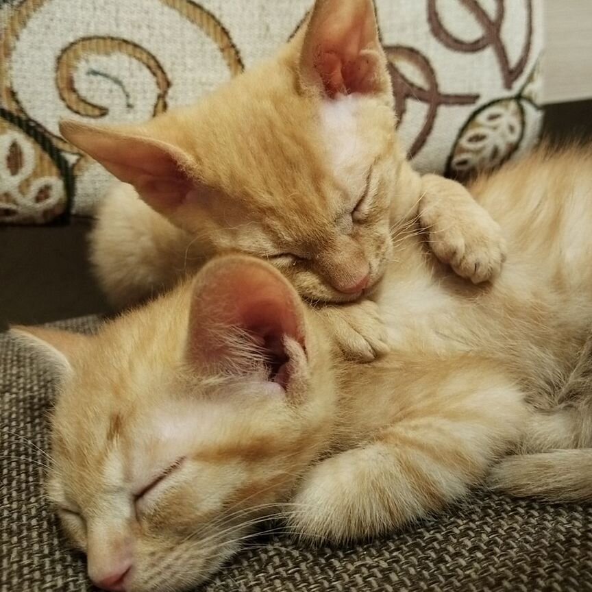 Донской сфинкс котёнок