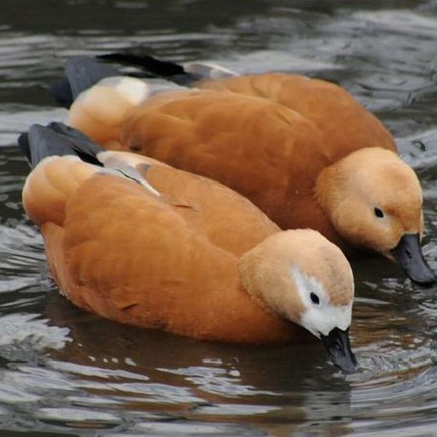 Декоративные утки