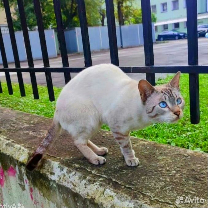 Выброшен таец