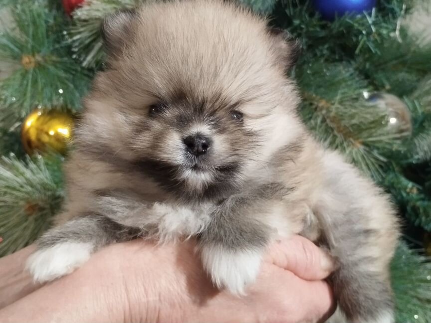 Супер милые мишки-шпицульки