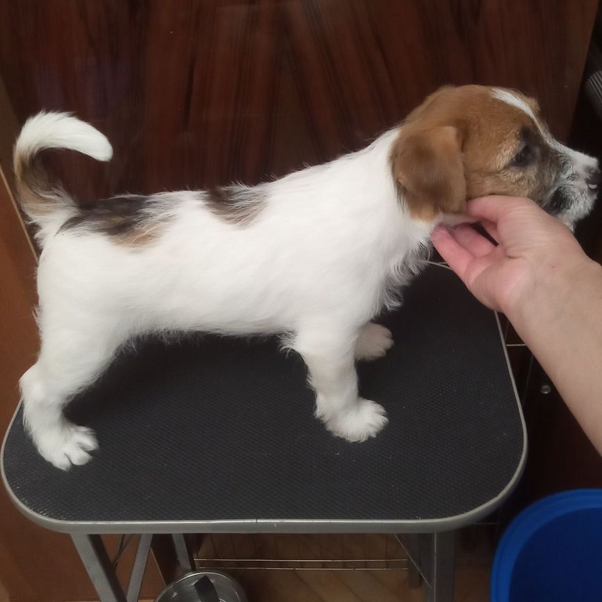 Щенок кобель Джек Рассел терьер