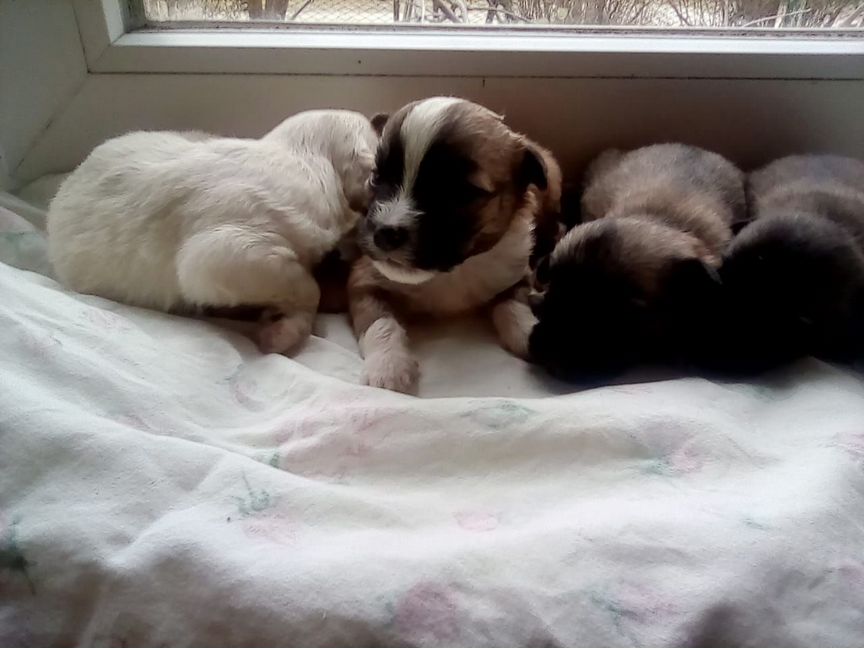 Щенки от домашней собачки в добрые руки