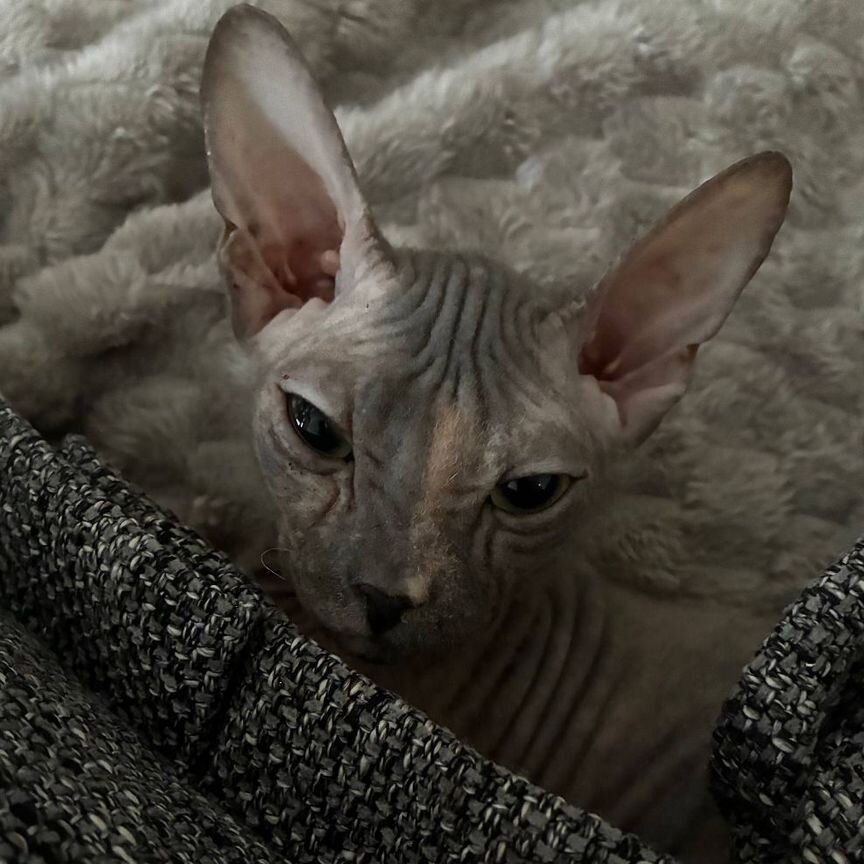 Донской сфинкс котёнок