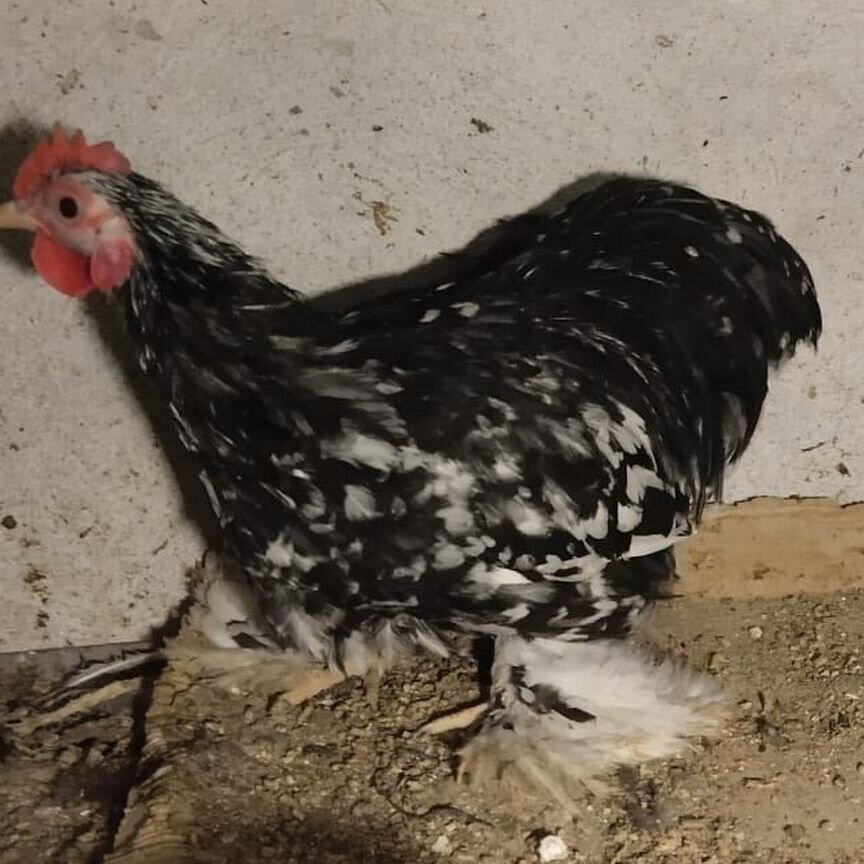 Куры карликовый кохинхин