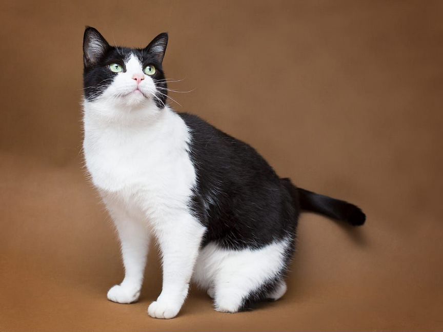 Полюбят ли без одной лапки