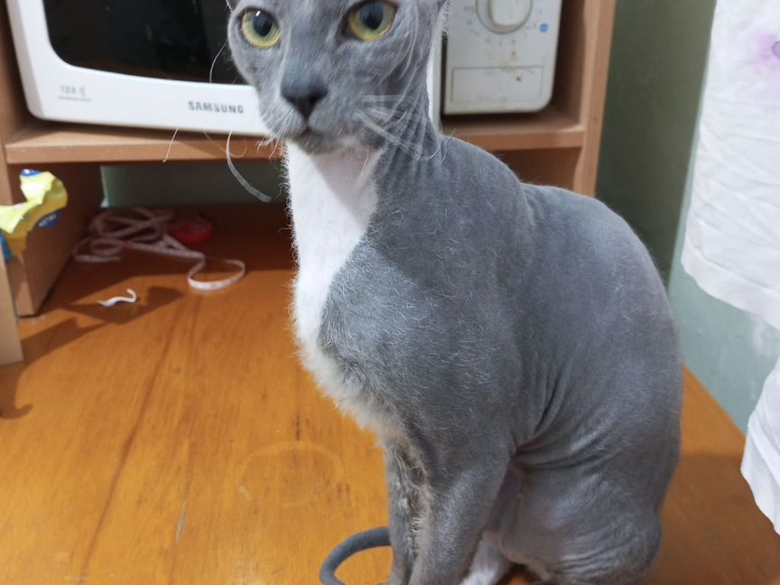 Кошки донской сфинкс
